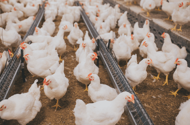 Chesterfield Poultry Limited - UK's Leading Fresh Poultry