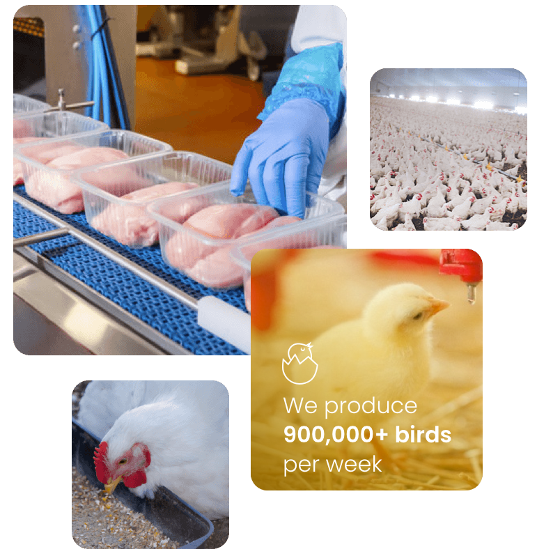 Chesterfield Poultry Limited - UK's Leading Fresh Poultry